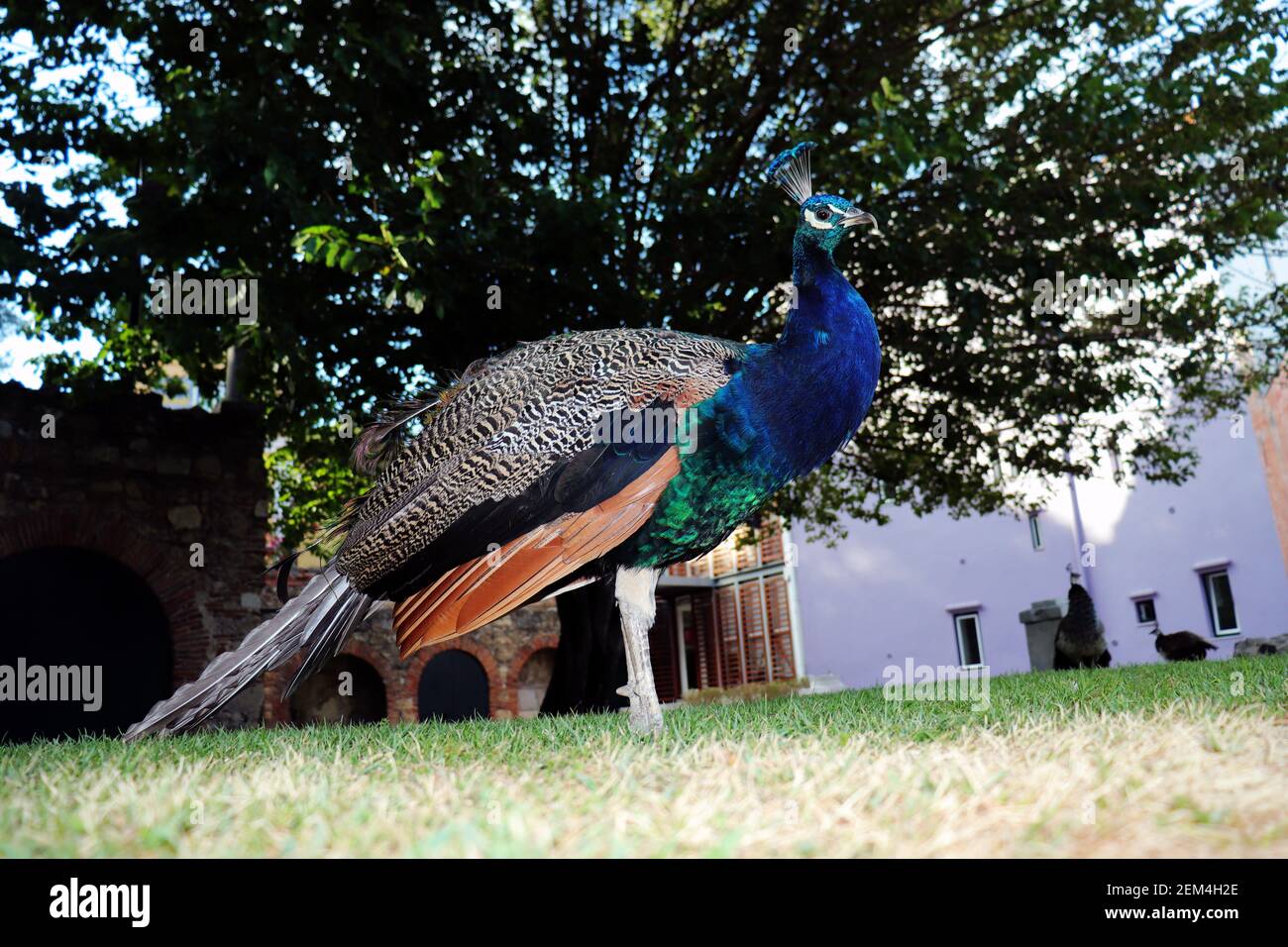 Peacock castle hi-res stock photography and images - Alamy
