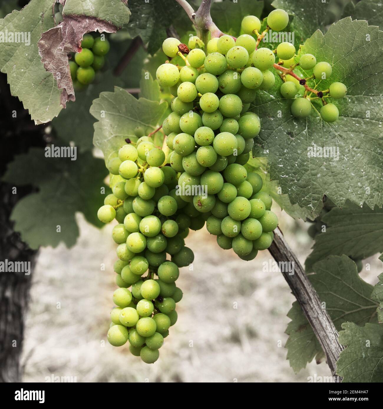 Round grapes hi-res stock photography and images - Alamy