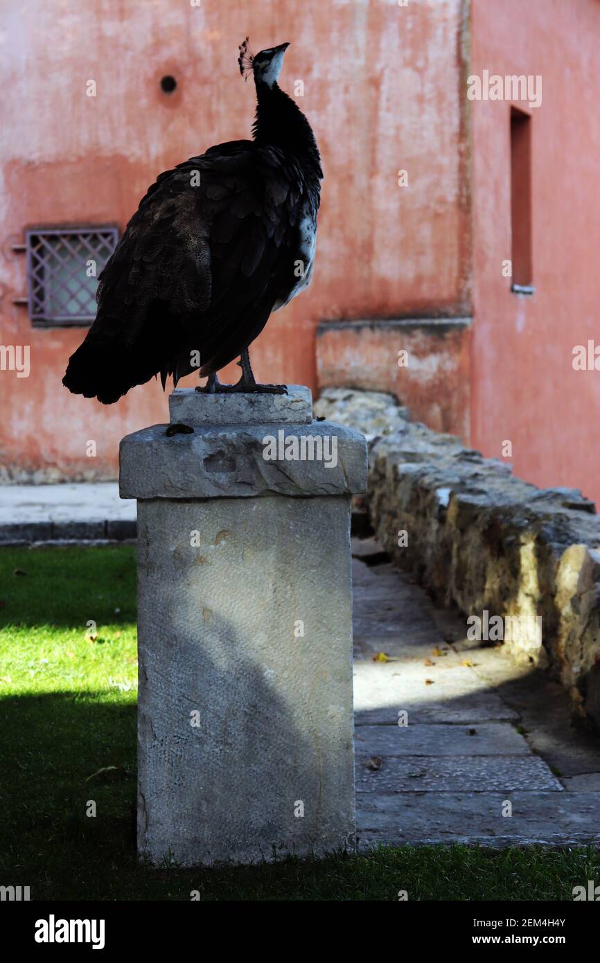 Peacock castle hi-res stock photography and images - Alamy