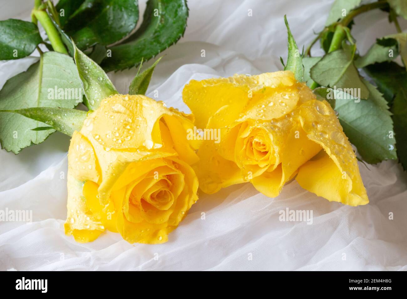 Yellow rose with water drops - white background Stock Photo - Alamy