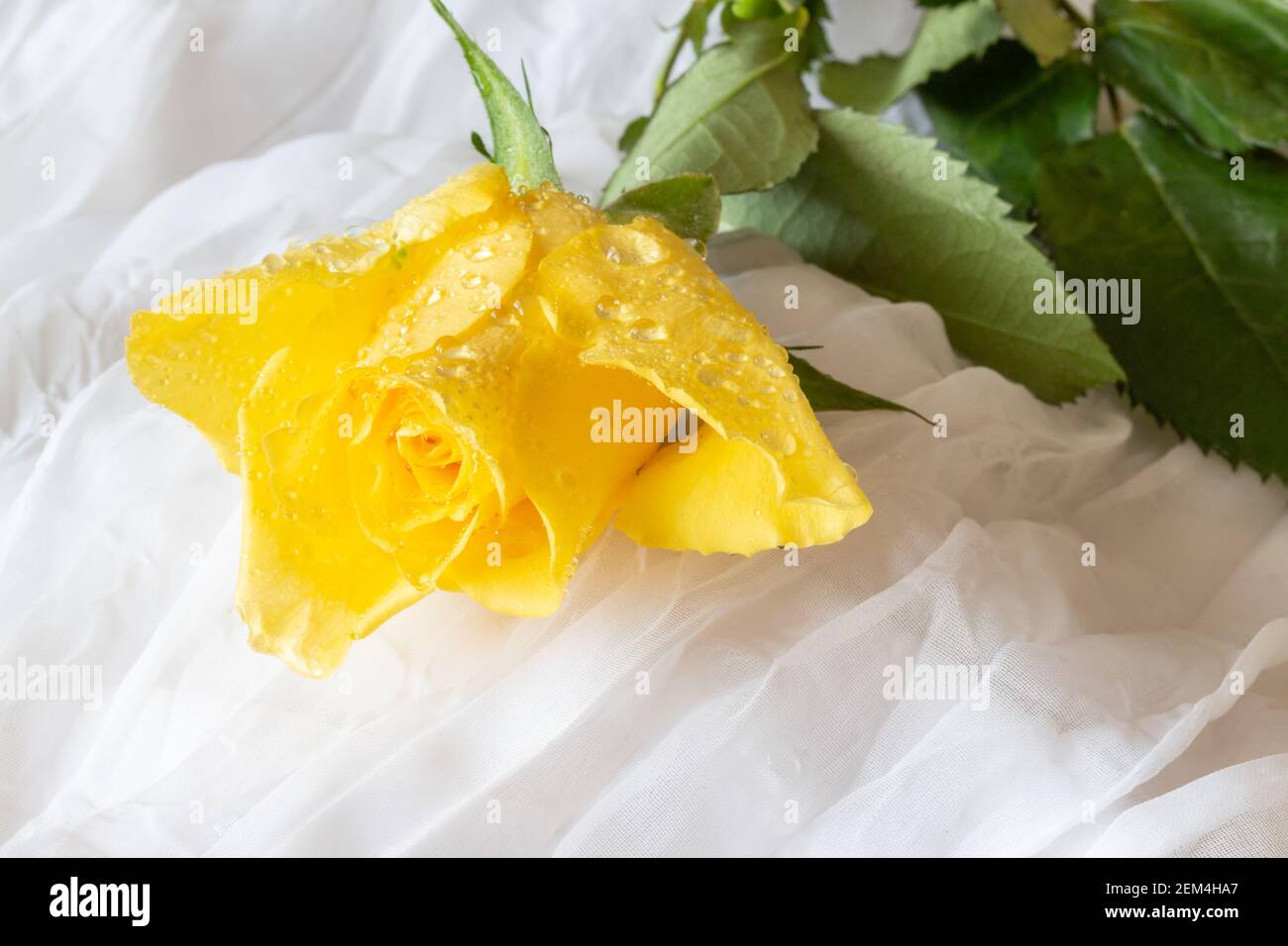 Yellow rose with water drops - white background Stock Photo - Alamy