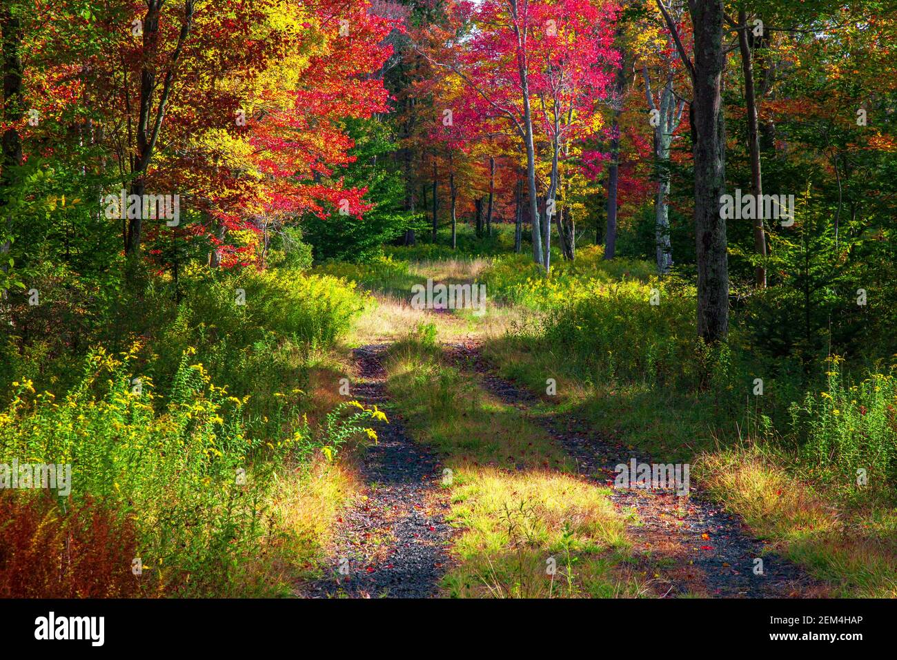 Pennsylvania forest road hi-res stock photography and images - Alamy