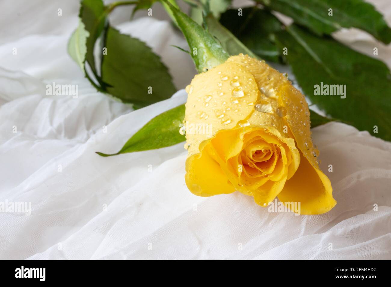 Yellow Rose With Water Drops