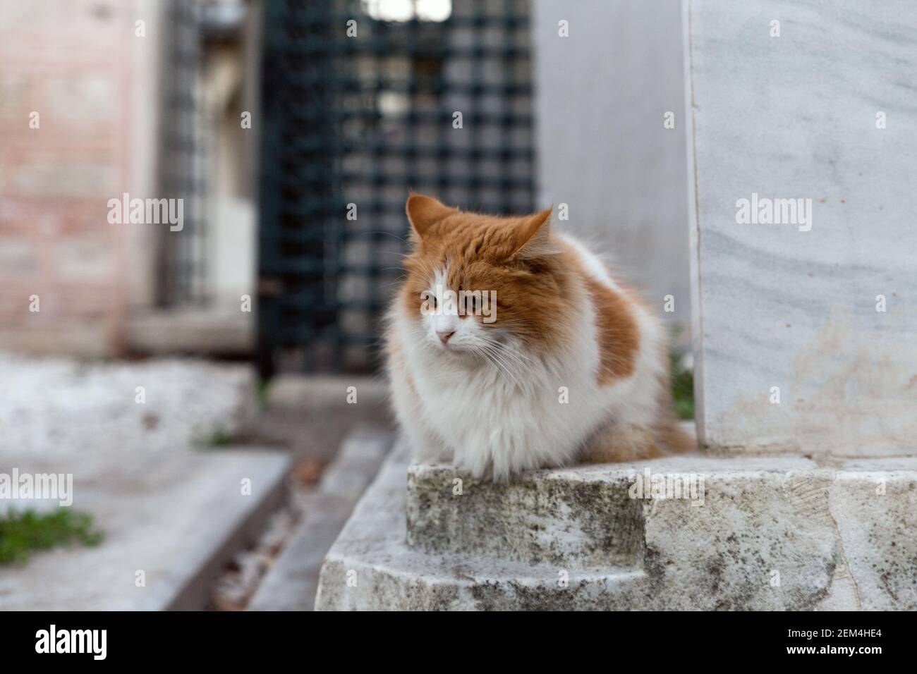 Fluffy Orange Tabby Cat
