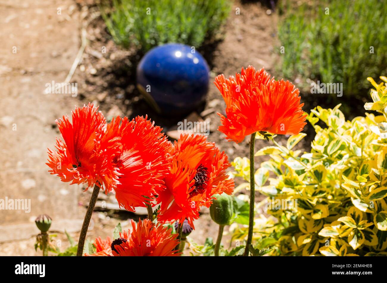 Eye-catching bright red poppies of Papaver orientale Turkenlouis ...