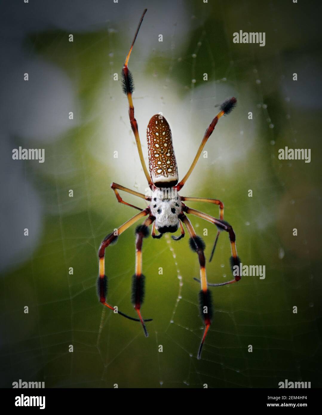 Spider making web threads hi-res stock photography and images - Alamy