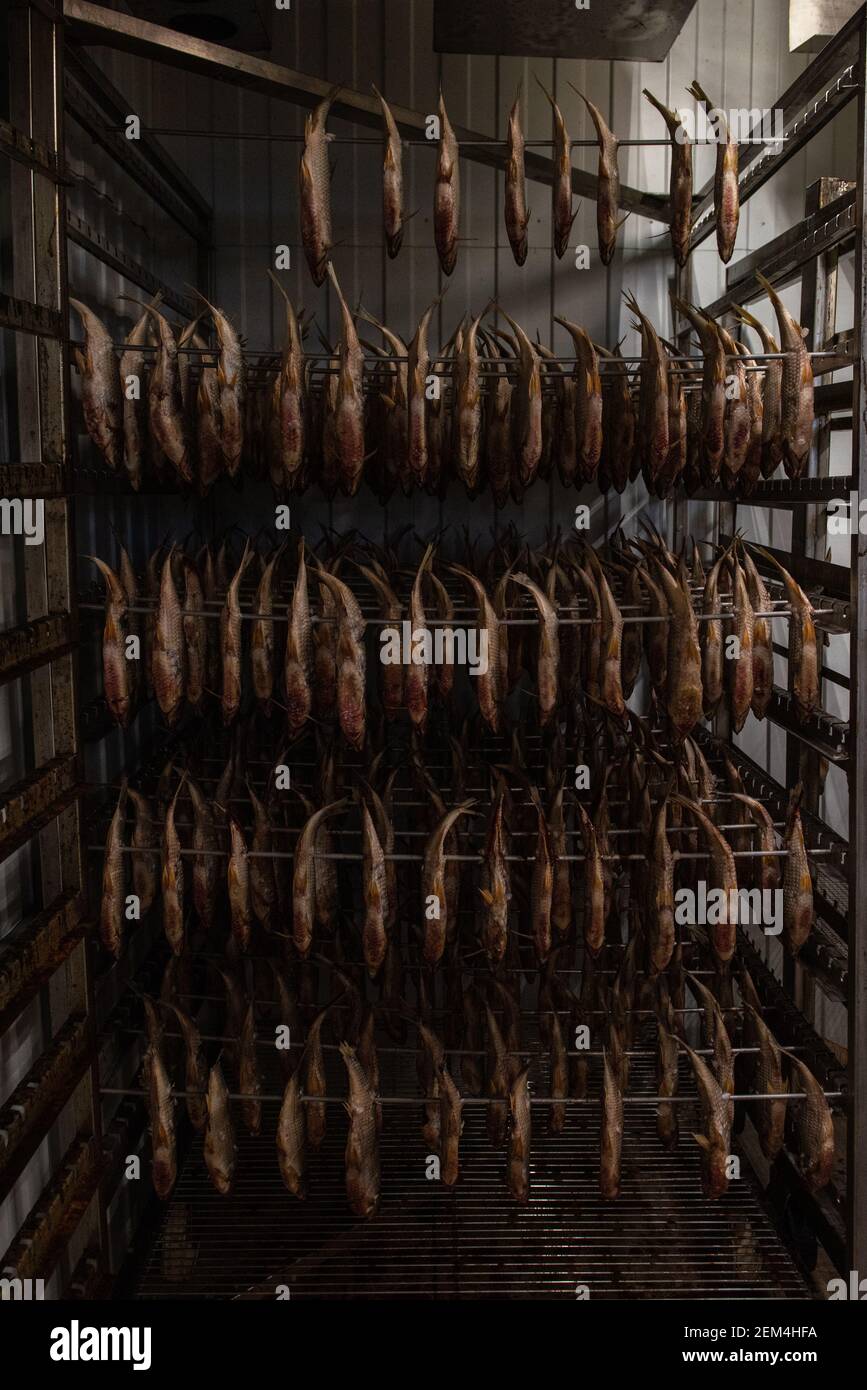 Smoked fish production concept: smoked fish in smokehouse box Stock ...