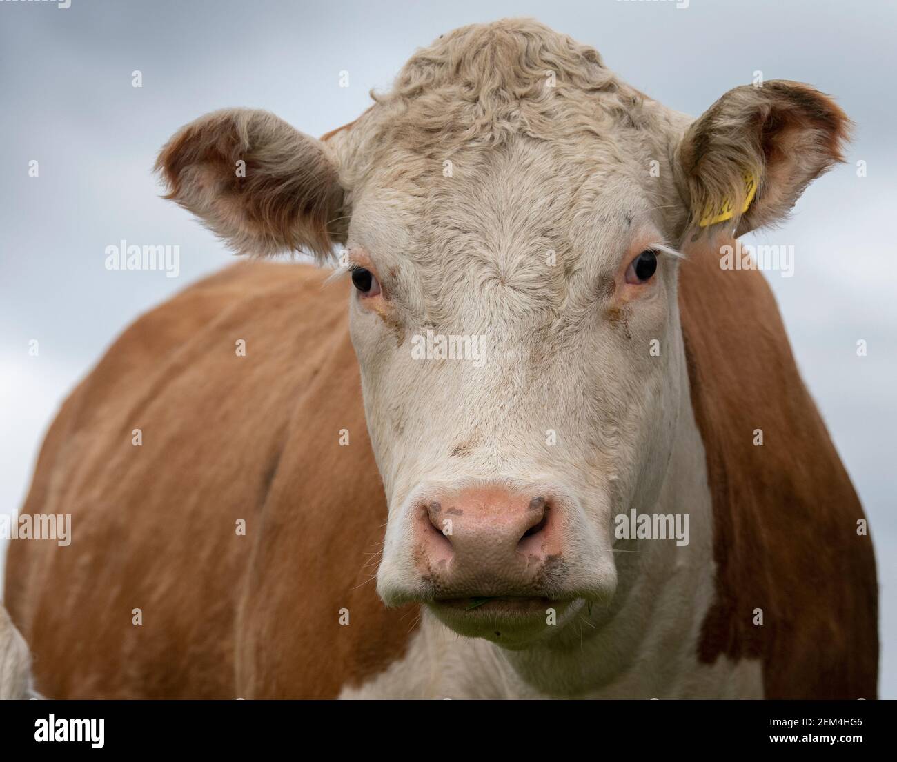 Head of a Hereford cow, Cumbria, UK Stock Photo - Alamy