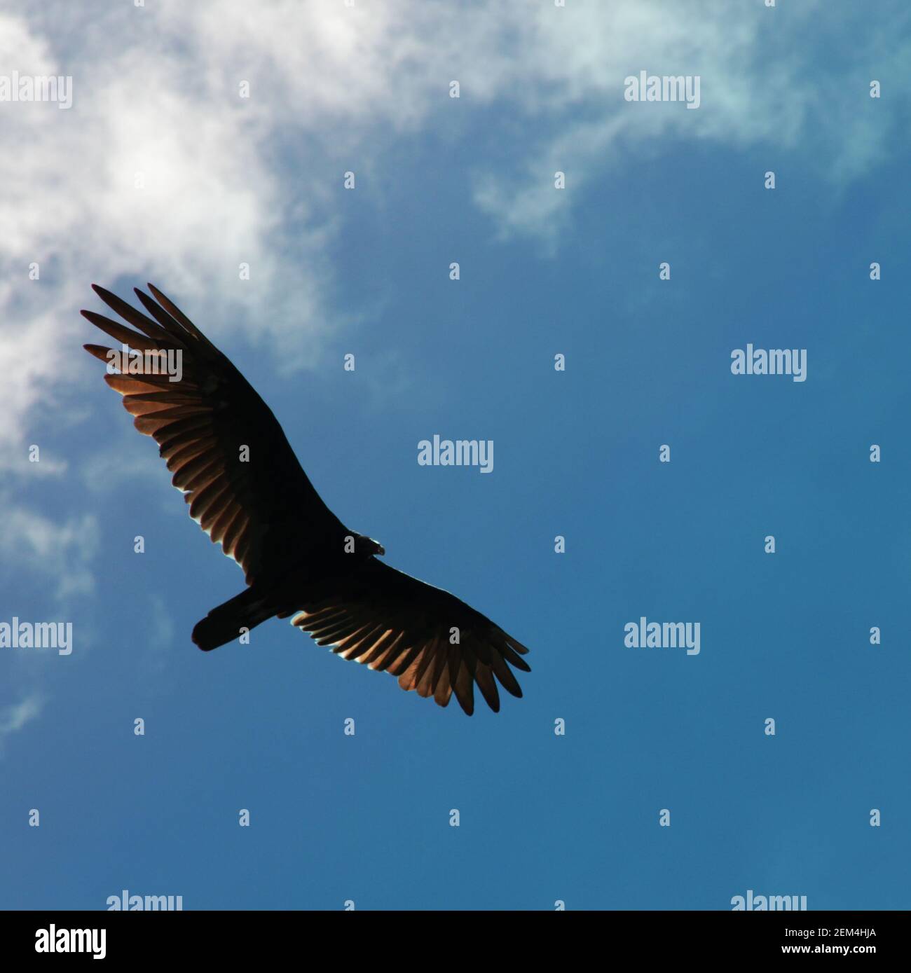 Black vulture american black vulture hi-res stock photography and ...