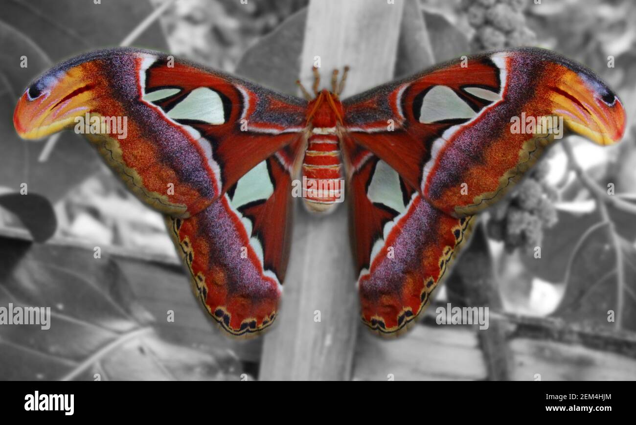 Giant atlas moth hi-res stock photography and images - Alamy