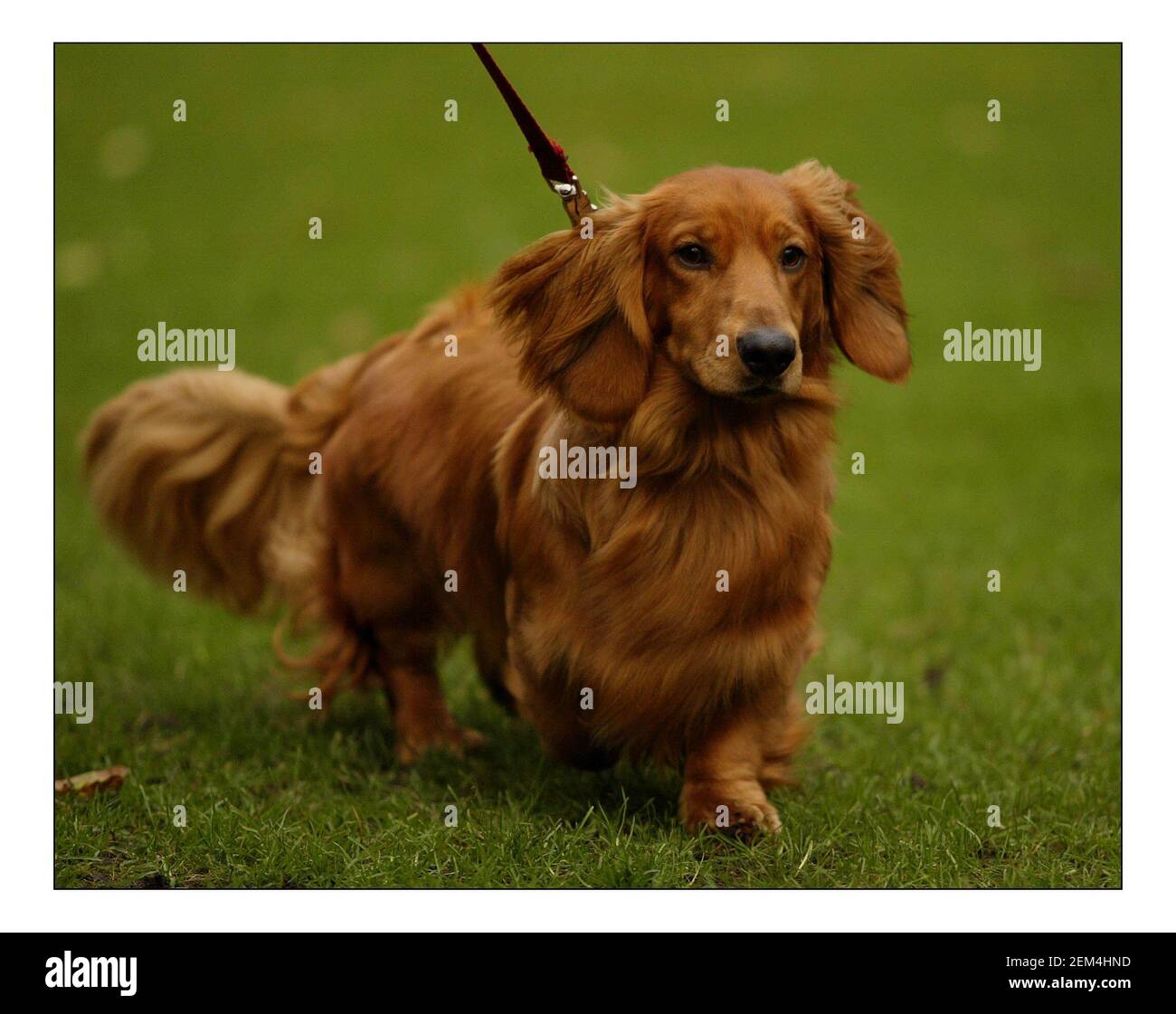 Preparing for the ring Rovi Kelner (dachshund) with handler Chamois ...