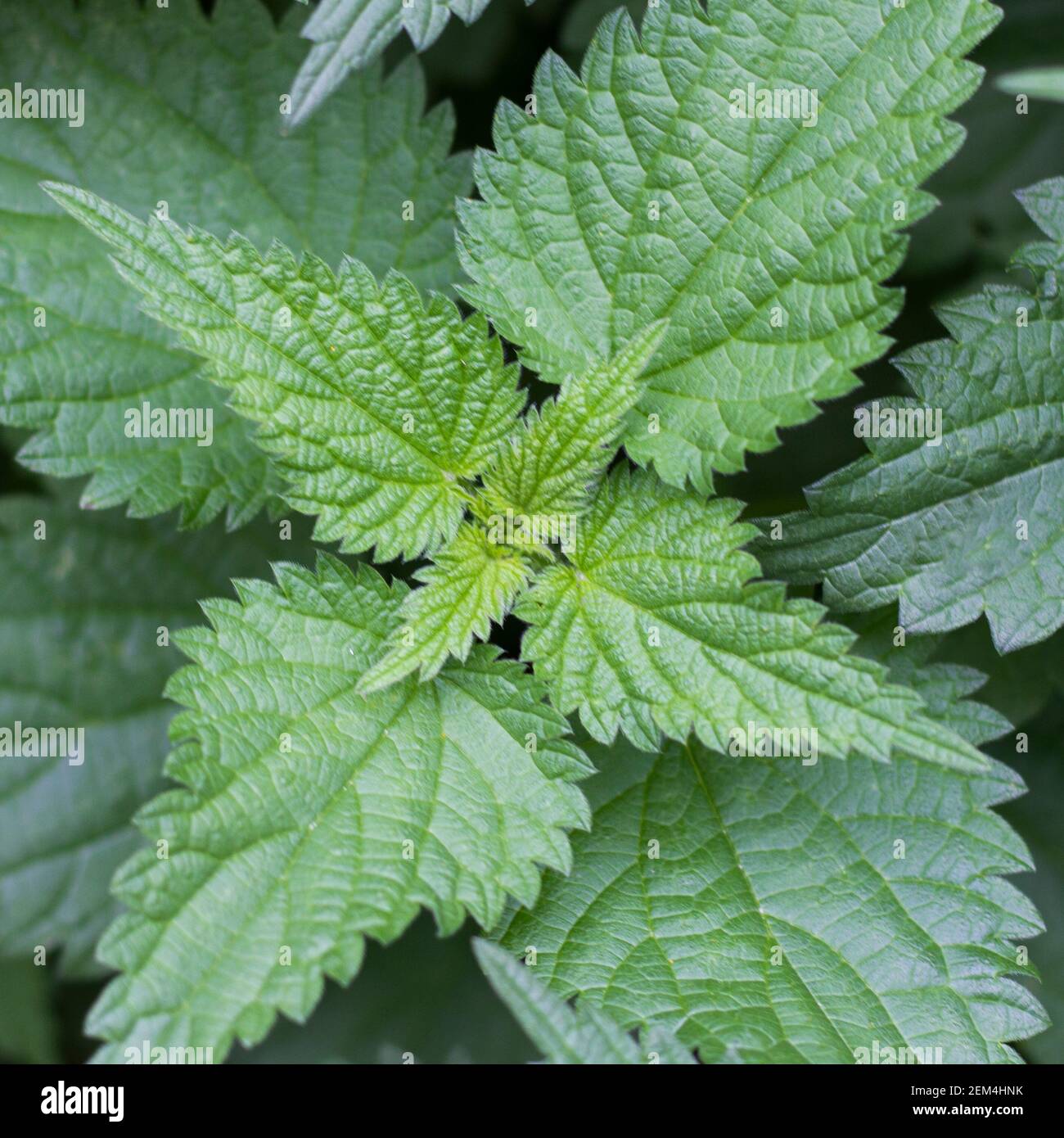 A close-up of stinging nettles shot from above Stock Photo - Alamy
