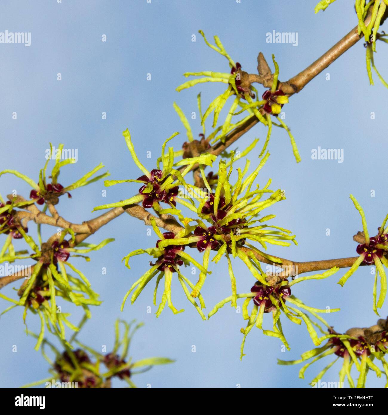 Witch hazel flowers hi-res stock photography and images - Alamy