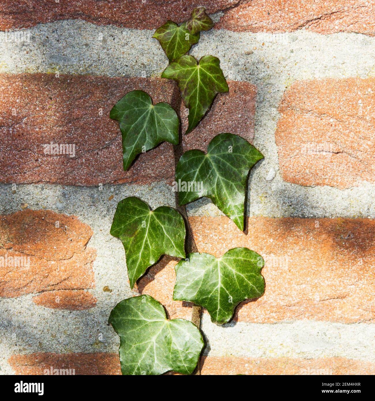 Ivy growing on a house hi-res stock photography and images - Alamy