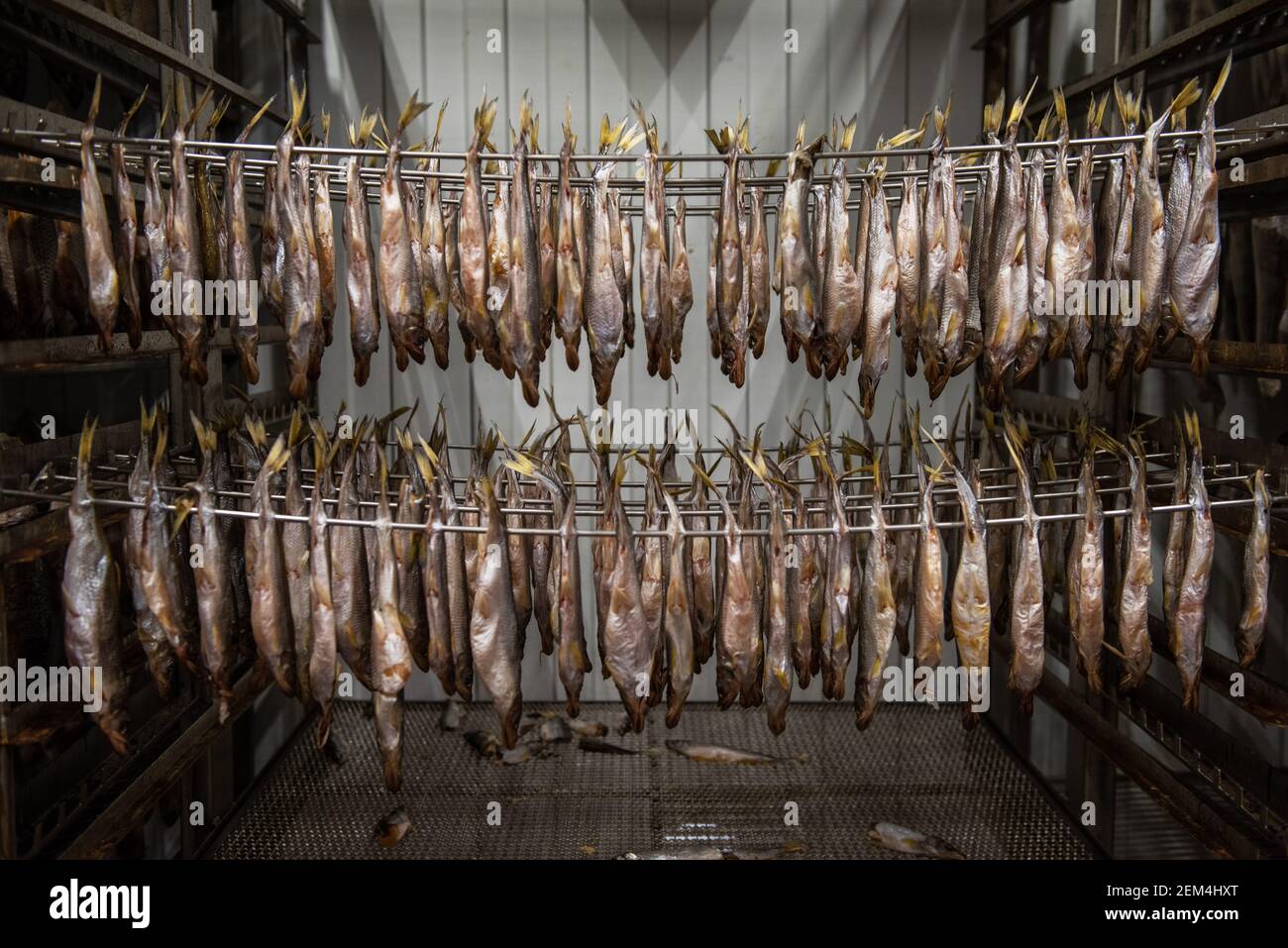 Smoked fish production concept: smoked fish in smokehouse box Stock ...
