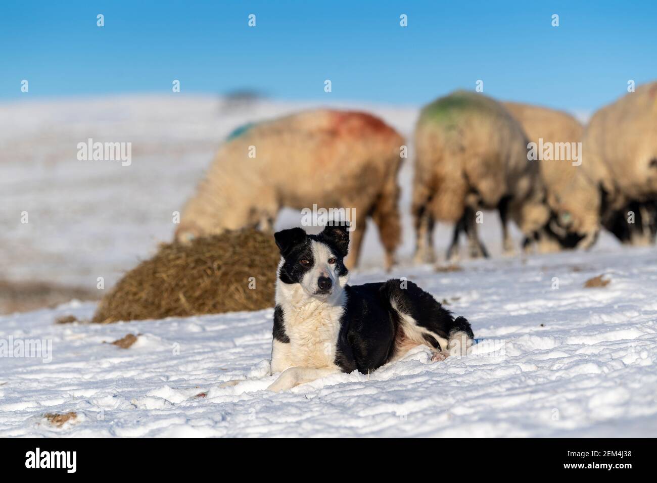 Working border collie hi-res stock photography and images - Alamy