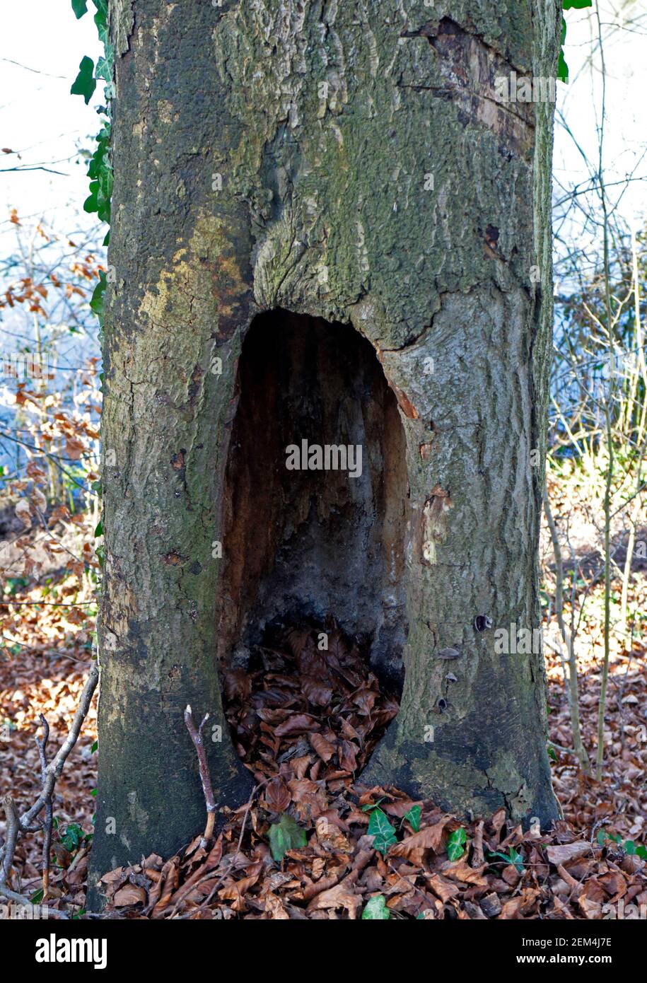A naturally formed tree hollow on a mature tree by the River Wensum in ...
