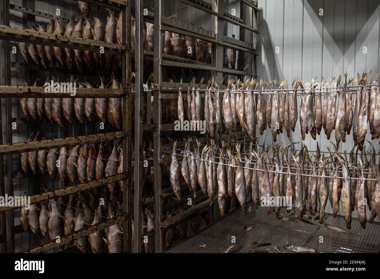 Smoked fish production concept: smoked fish in smokehouse box Stock ...