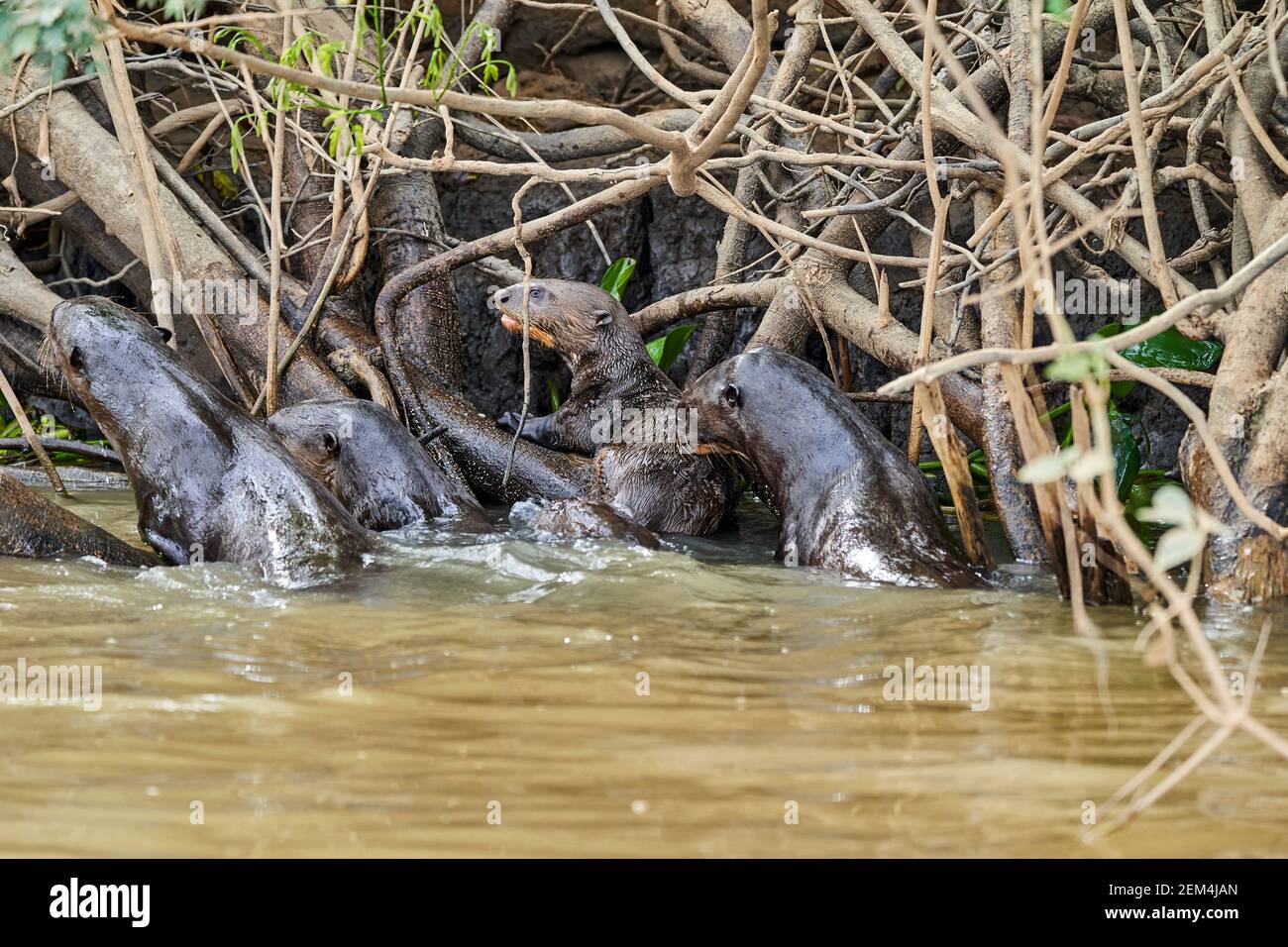 giant river otter, Pteronura brasiliensis, a South American carnivorous ...