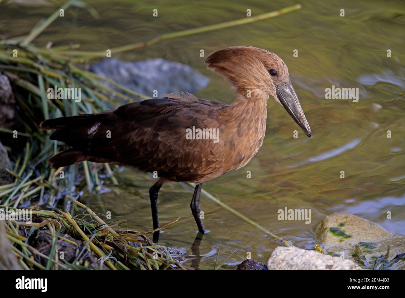 Hammerkop (Scopus umbretta umbretta) standing in shallow water Lake ...