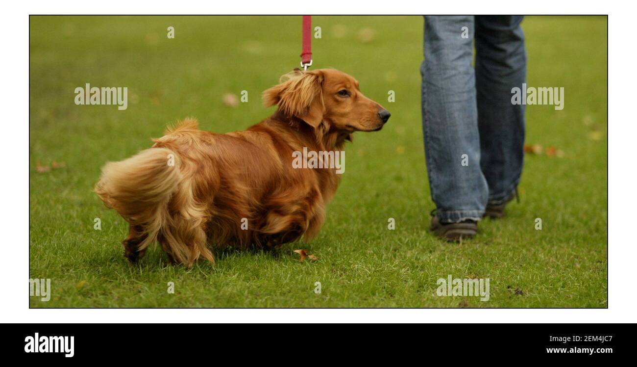 Preparing for the ring Rovi Kelner (dachshund) with handler Chamois ...