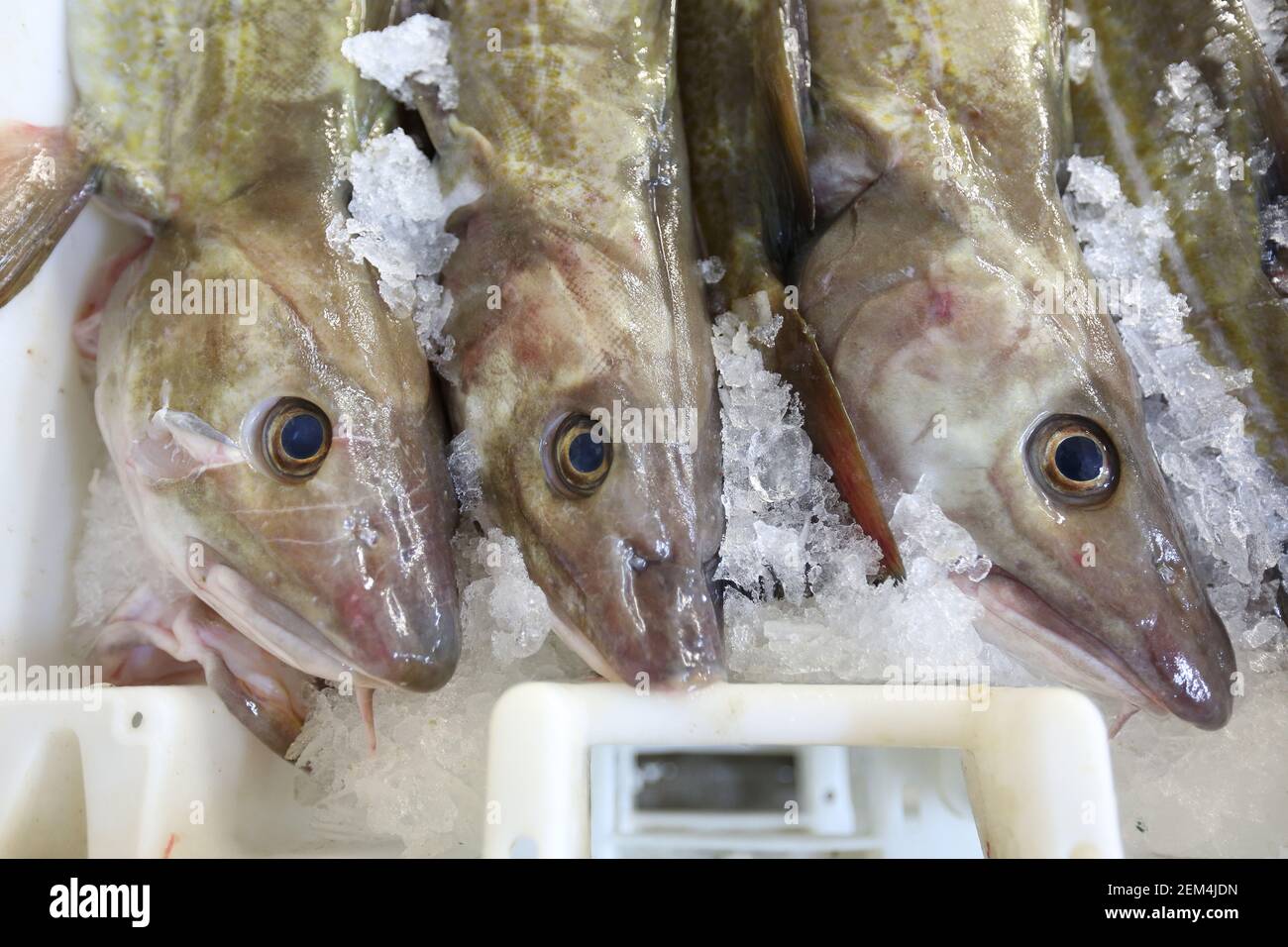 Landed fish hi-res stock photography and images - Alamy