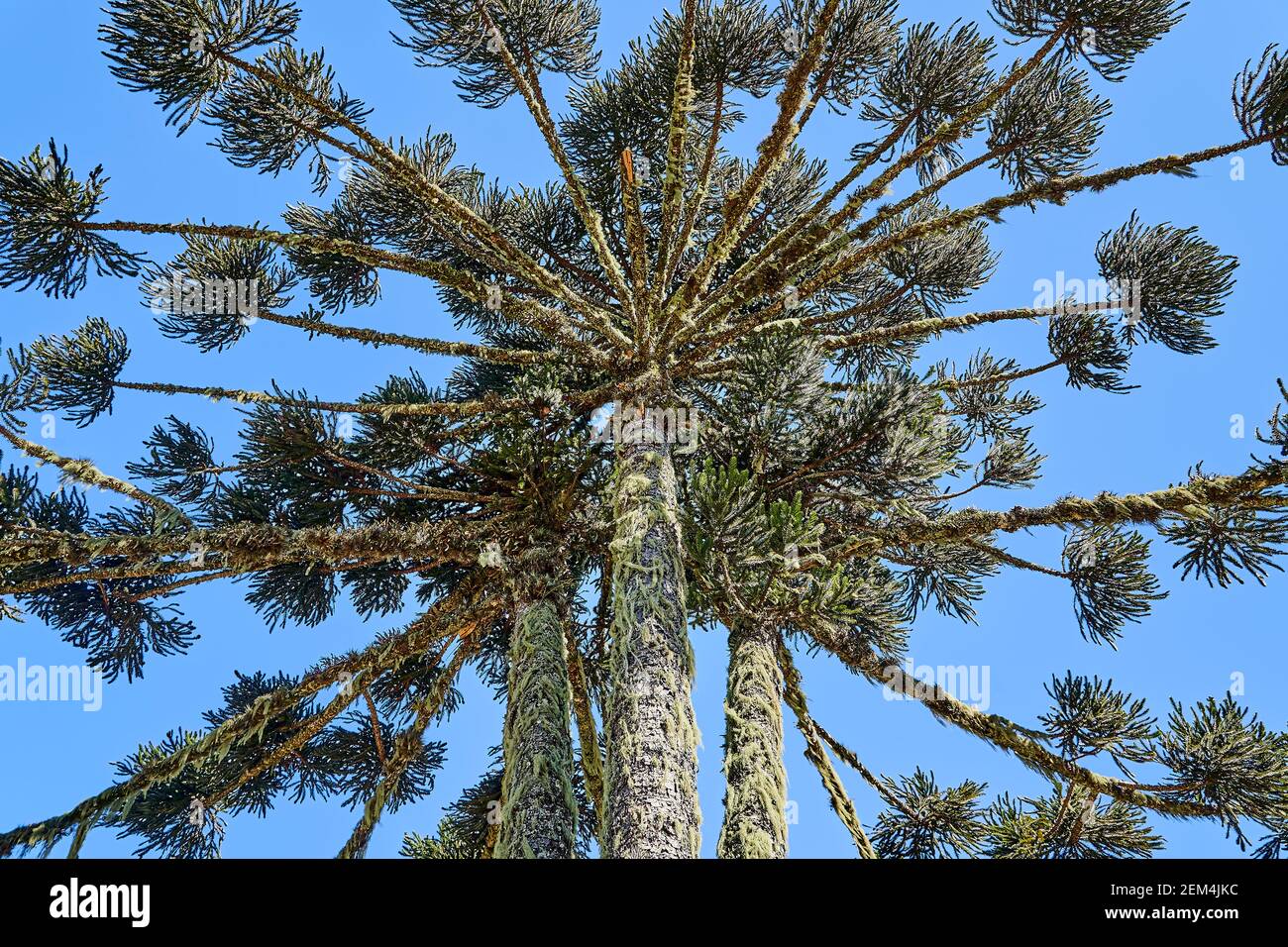 Aparados da serra national park hi-res stock photography and images - Alamy