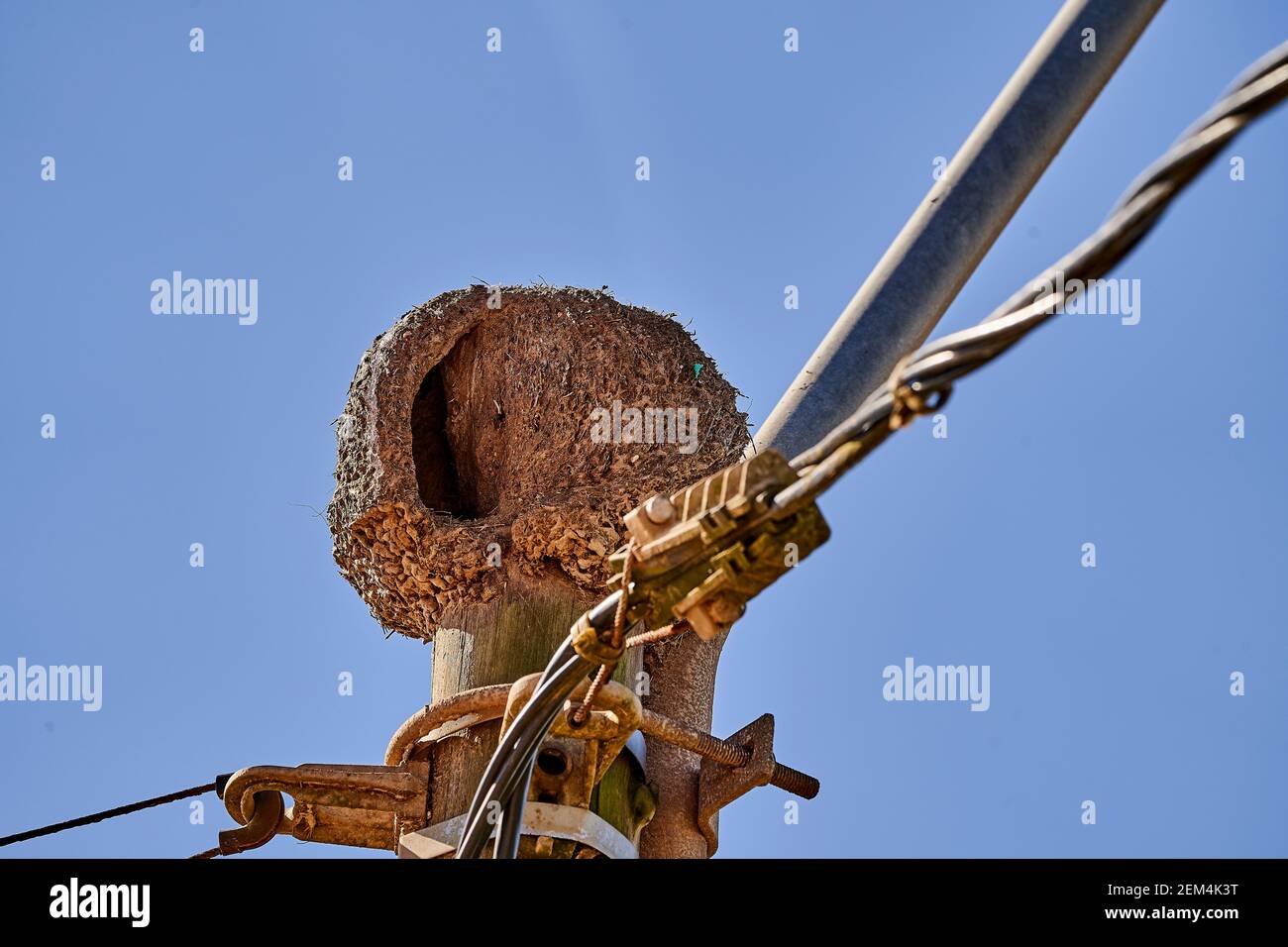The rufous hornero, Furnarius rufus, is a medium sized ovenbird in the ...