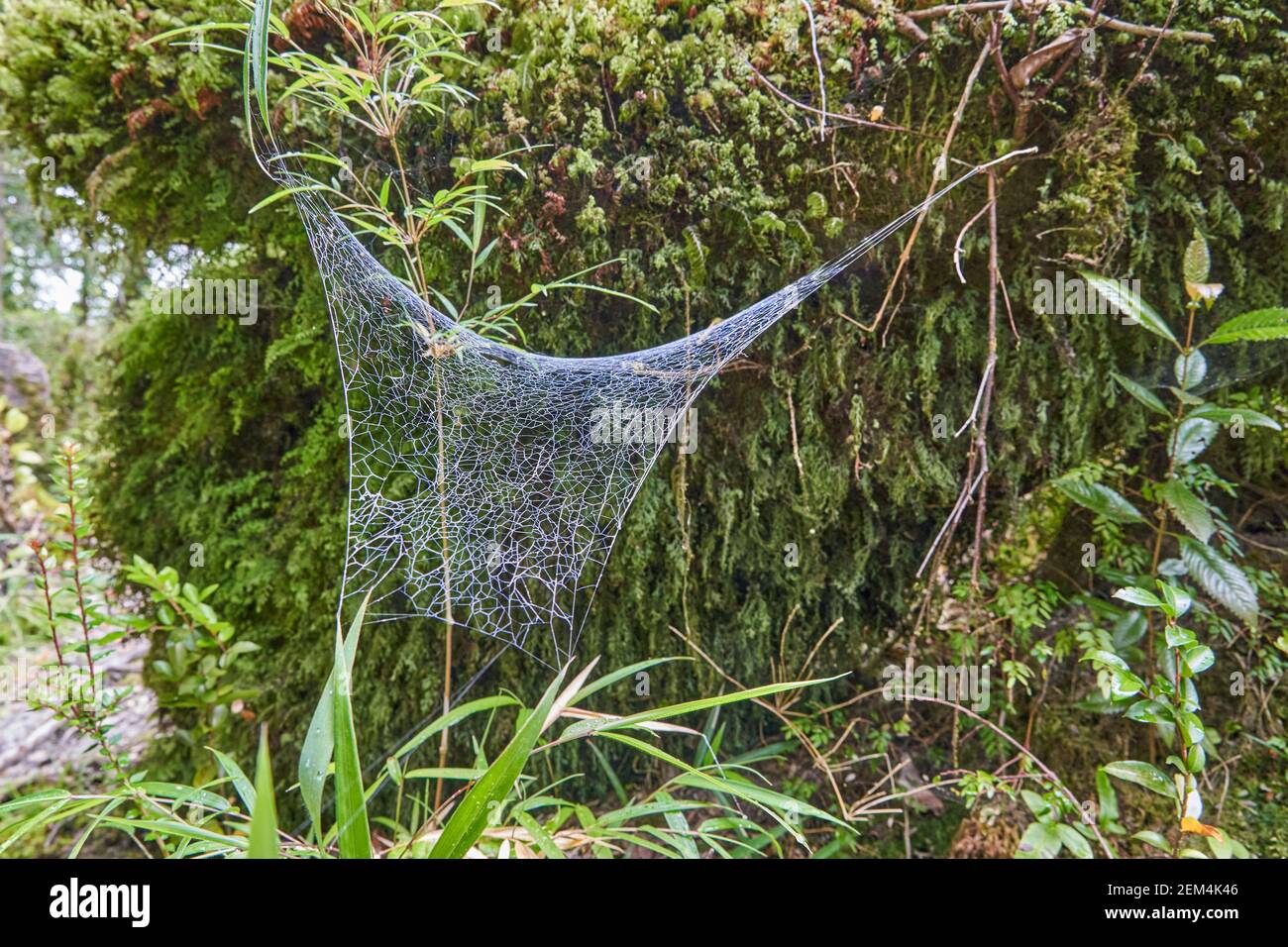 gloomy illuminated spider web in a dark rain forest at queulat national ...