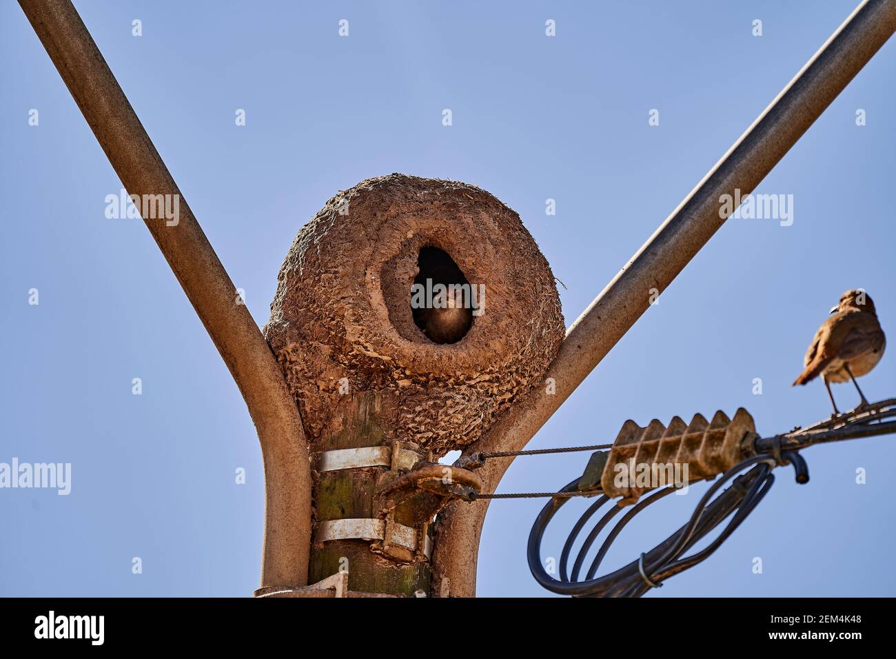 The rufous hornero, Furnarius rufus, is a medium sized ovenbird in the ...