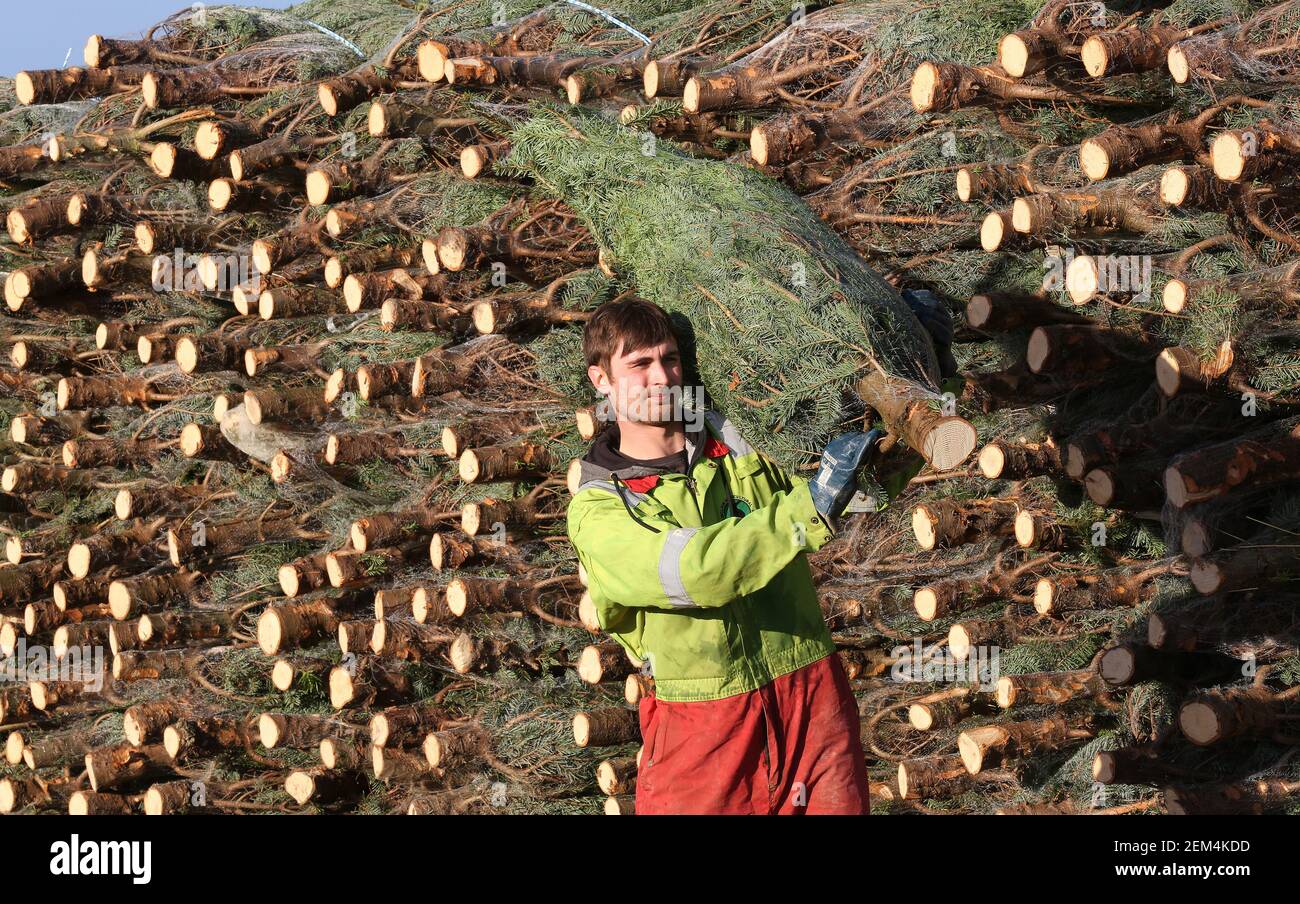 A worker carrying trees on a Christmas tree farm with fir trees cut ...