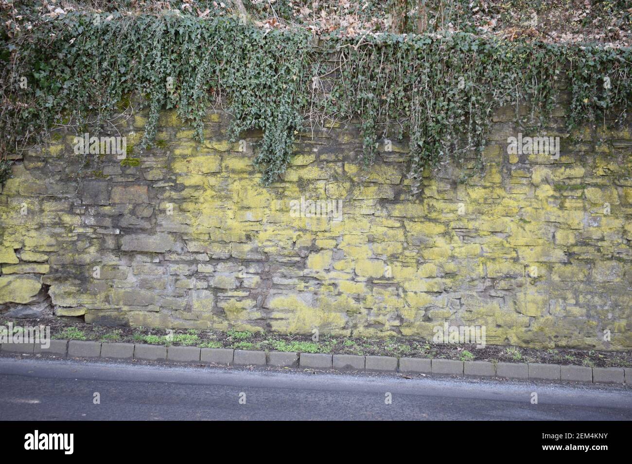 moss and ivy covered wall Stock Photo - Alamy