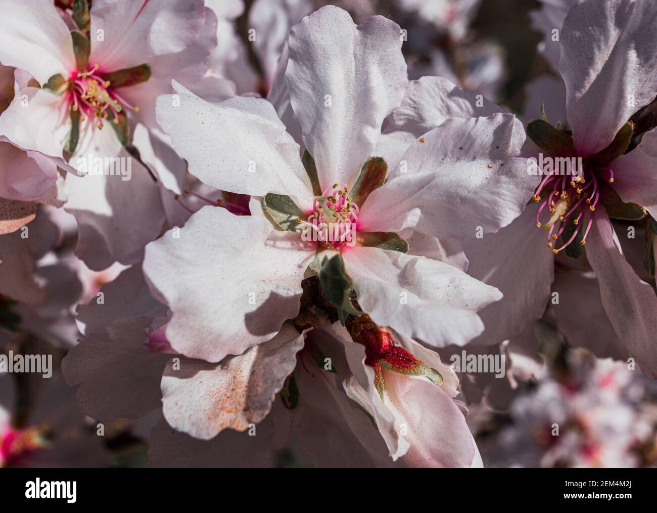 Almond bud hi-res stock photography and images - Alamy