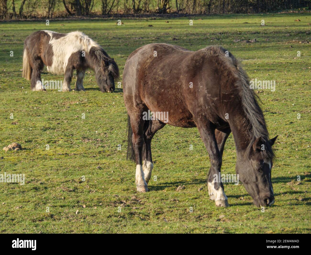 Wuellen hi-res stock photography and images - Alamy