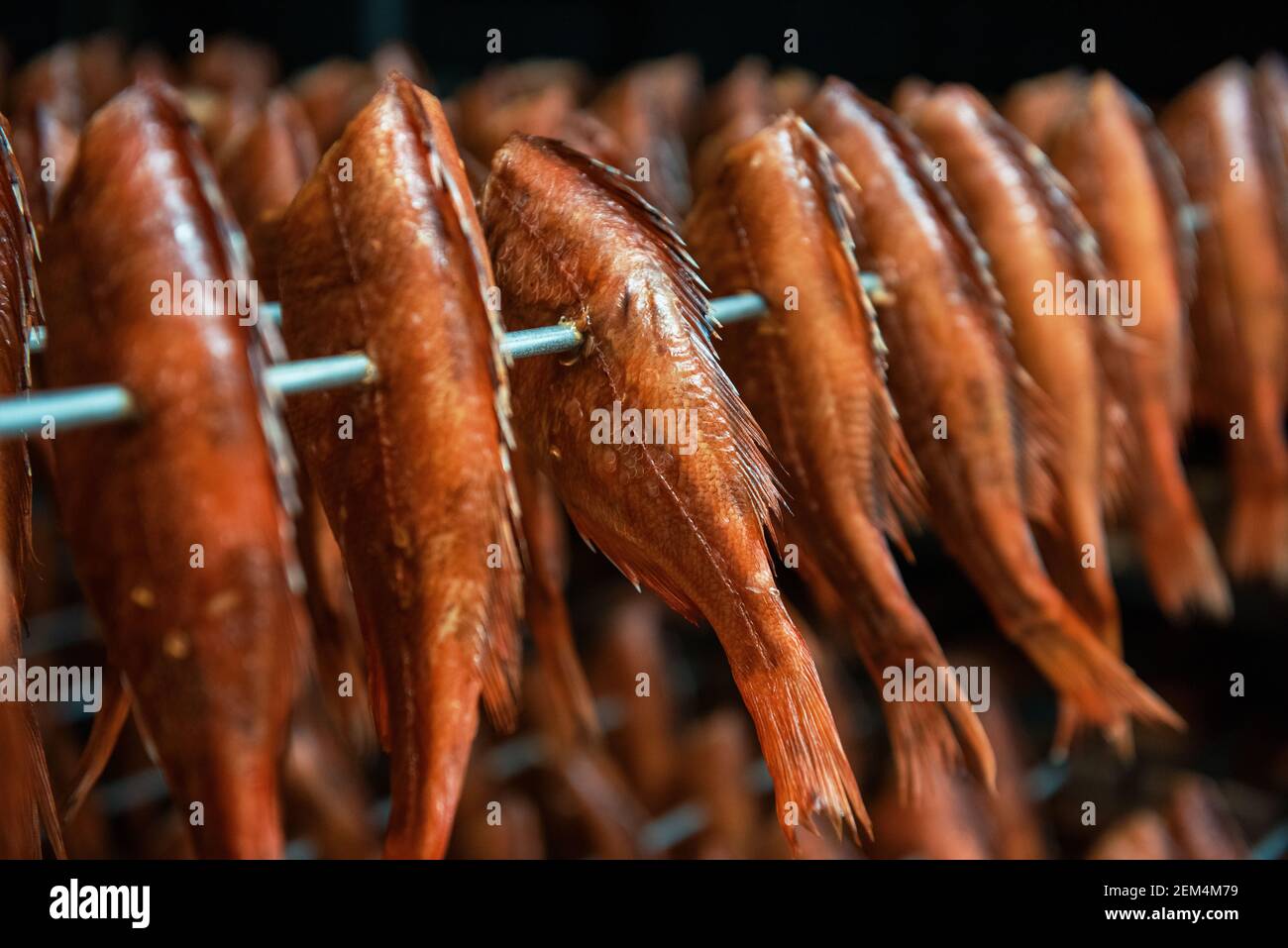 Smoked fish production concept: smoking sea bass fish in smokehouse box ...