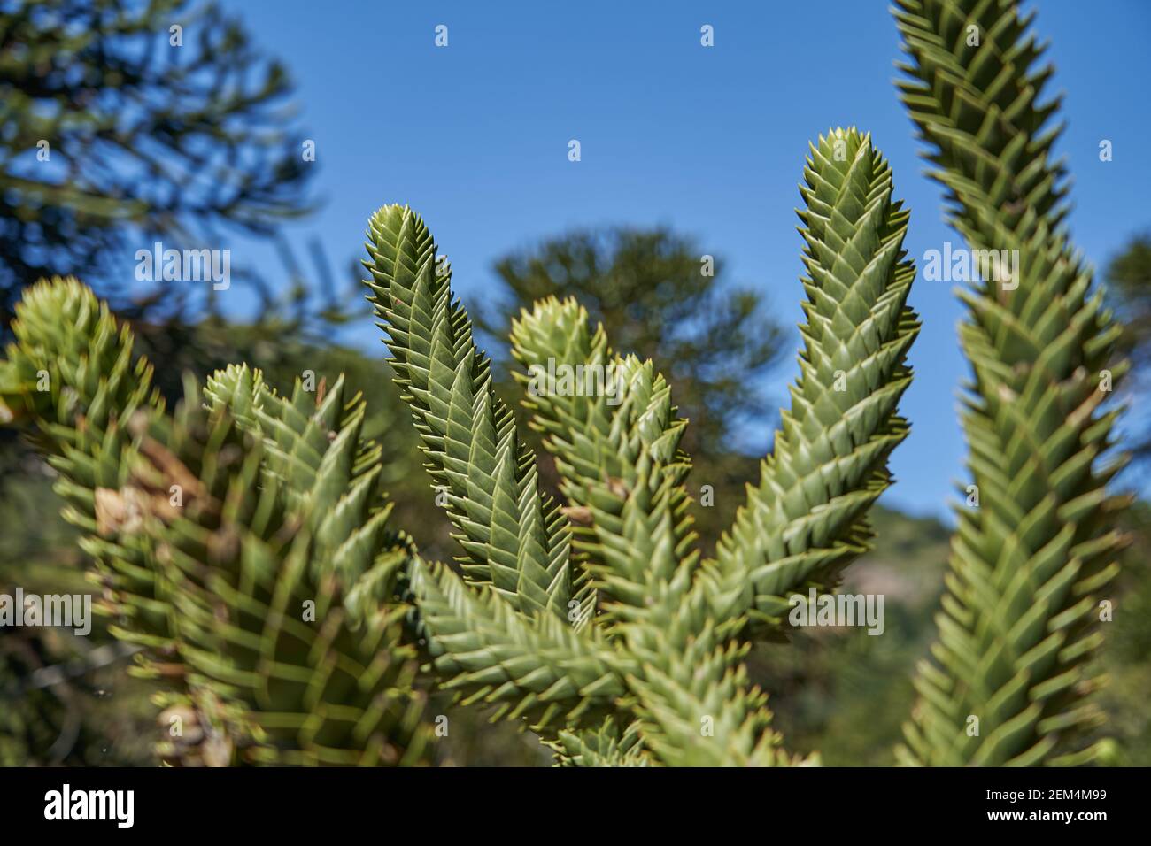 Monkey tail cactus hi-res stock photography and images - Alamy