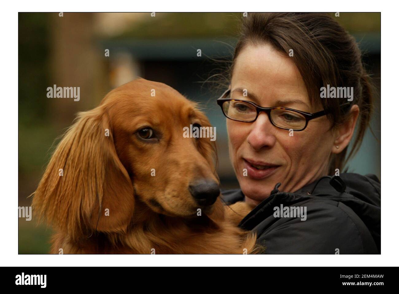 Preparing for the ring Rovi Kelner (dachshund) with Mrs Kelner.pic ...