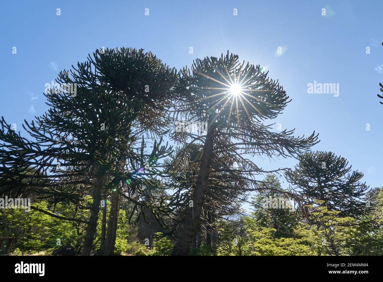 Araucaria araucana, monkey puzzle tree, monkey tail tree, pinonero ...