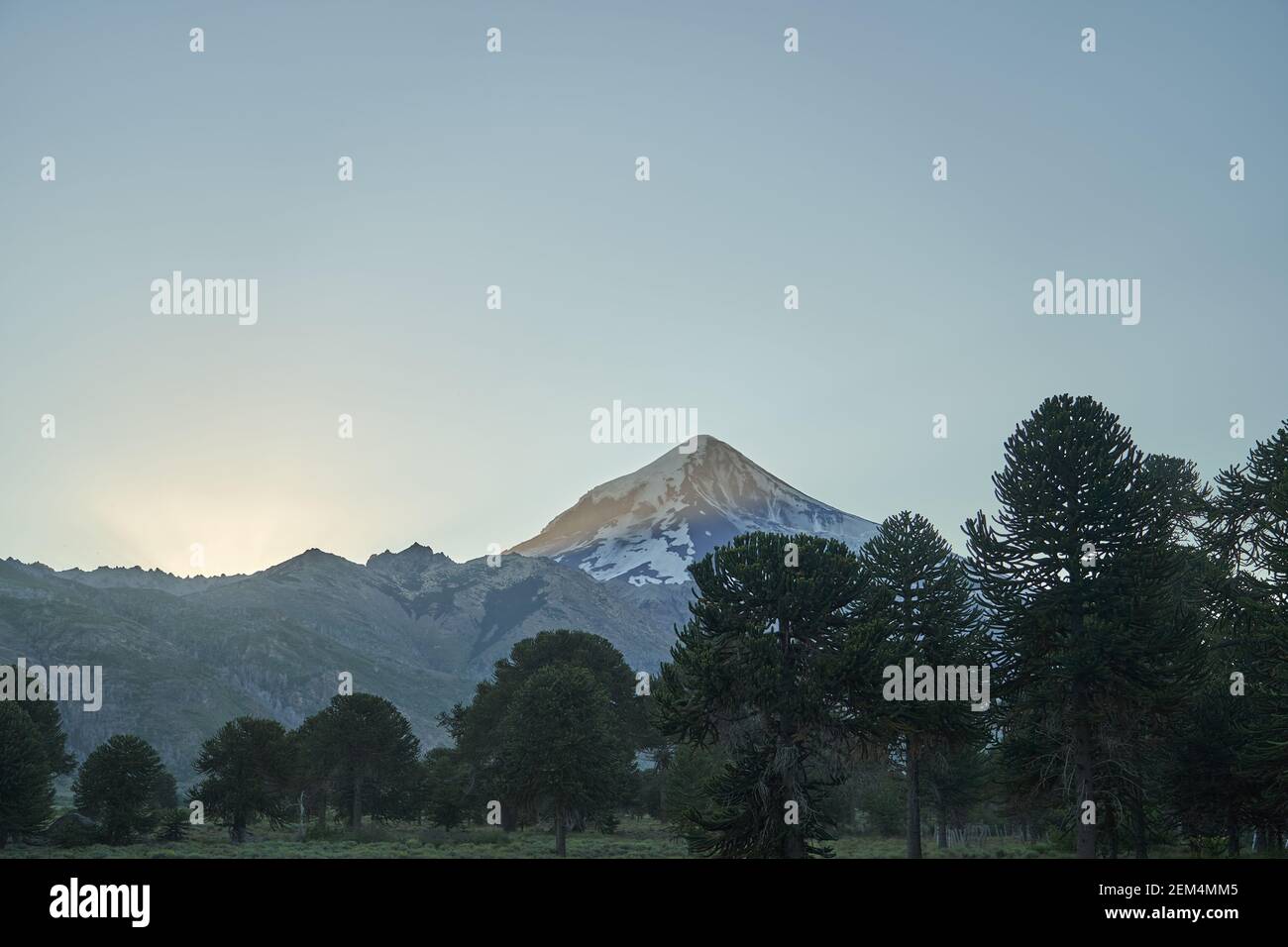 Araucaria araucana, monkey puzzle tree, monkey tail tree, piñonero ...