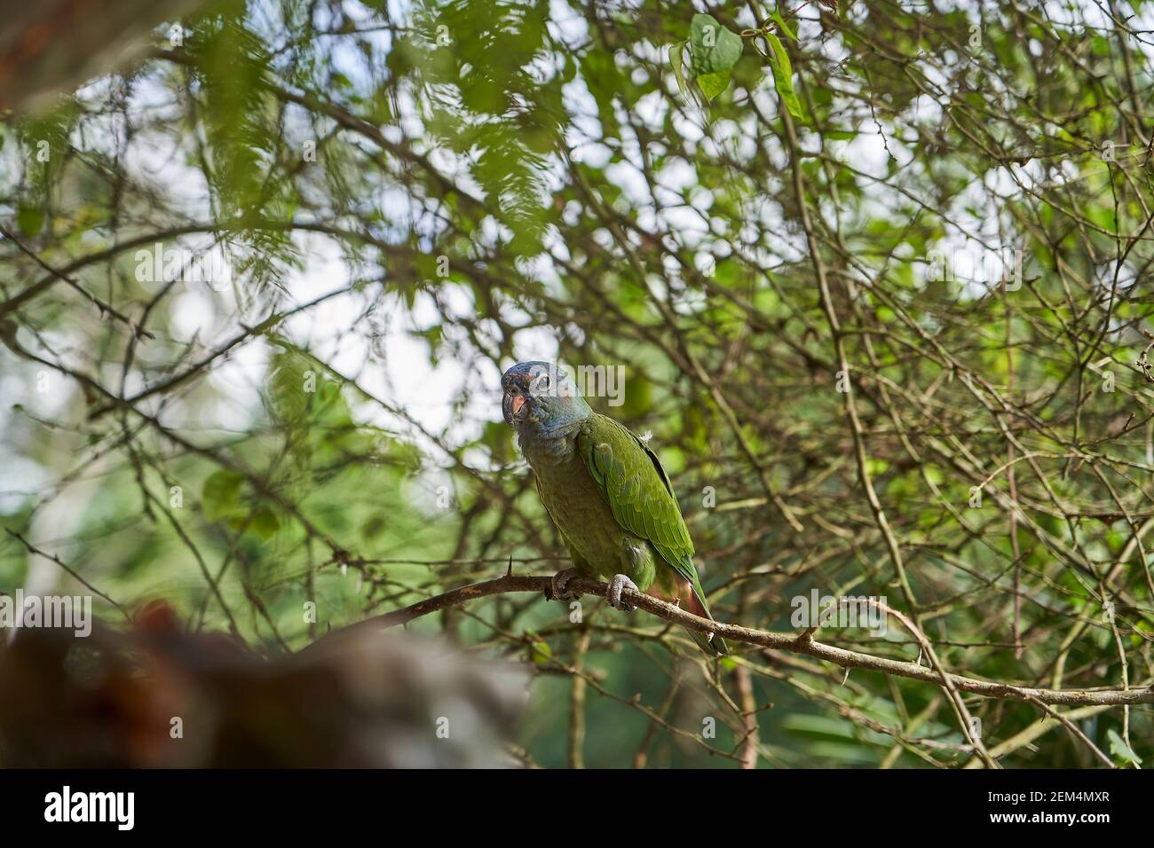 blue headed parrot, also blue headed pionus, Pionus menstruus, sitting ...