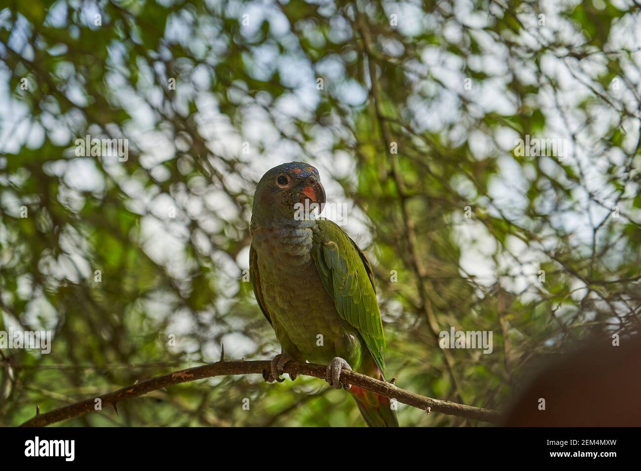 blue headed parrot, also blue headed pionus, Pionus menstruus, sitting ...