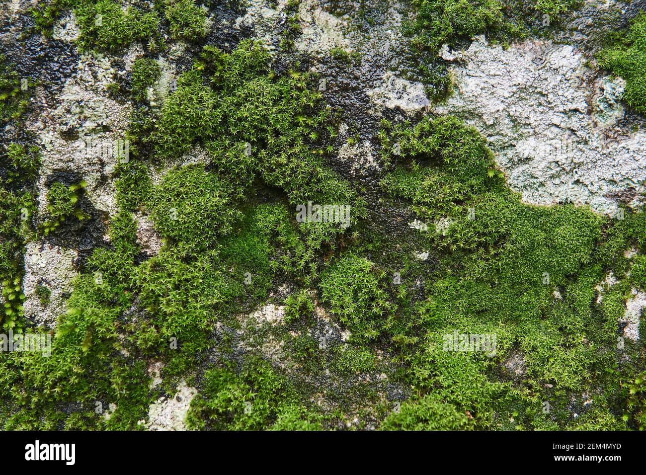 background, texture - wet rock surface is covered with moss and algae ...