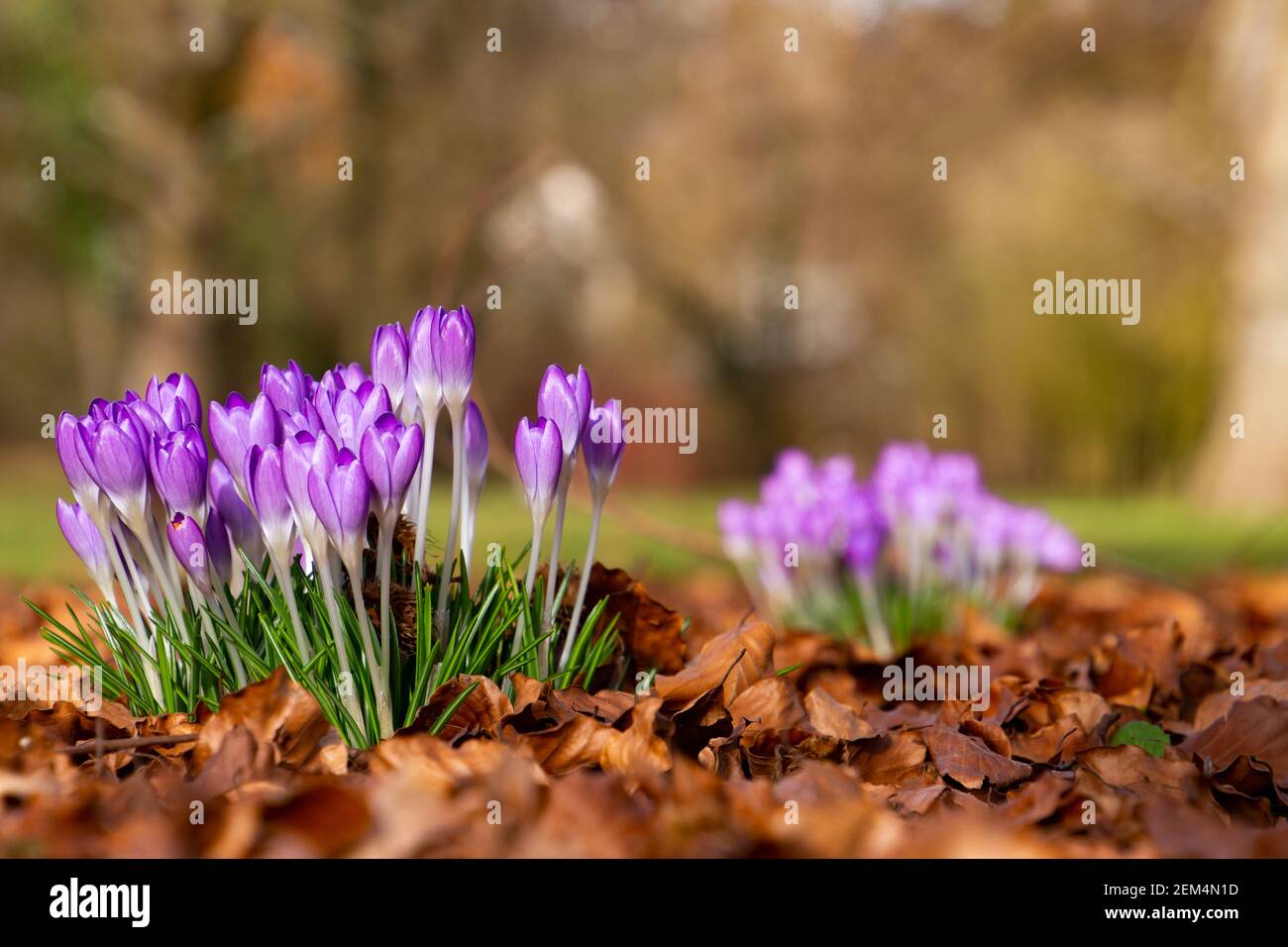 Saffron crocus hi-res stock photography and images - Alamy