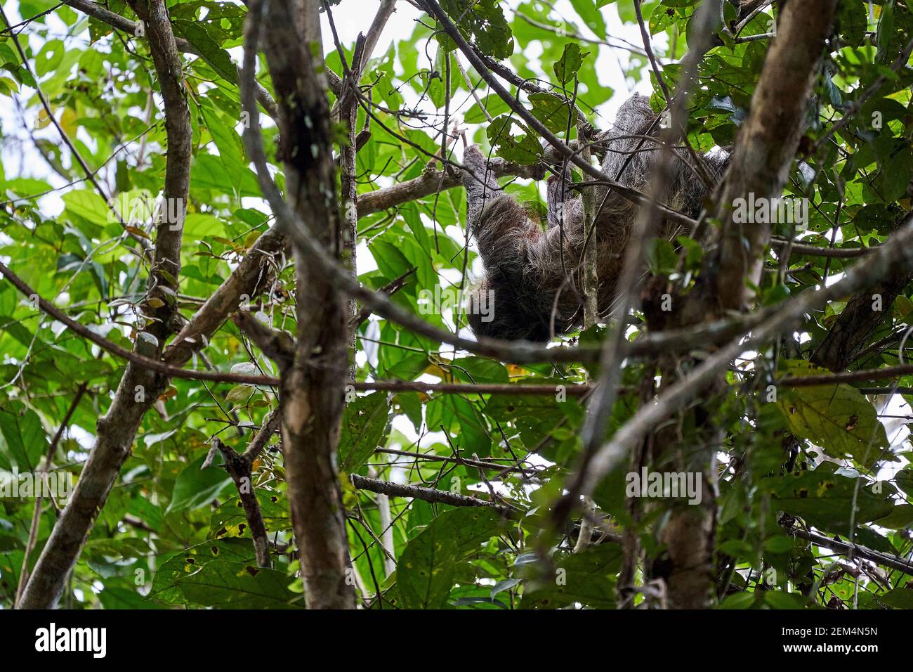 Linnaeuss two toed sloth, Choloepus didactylus, also southern two toed ...