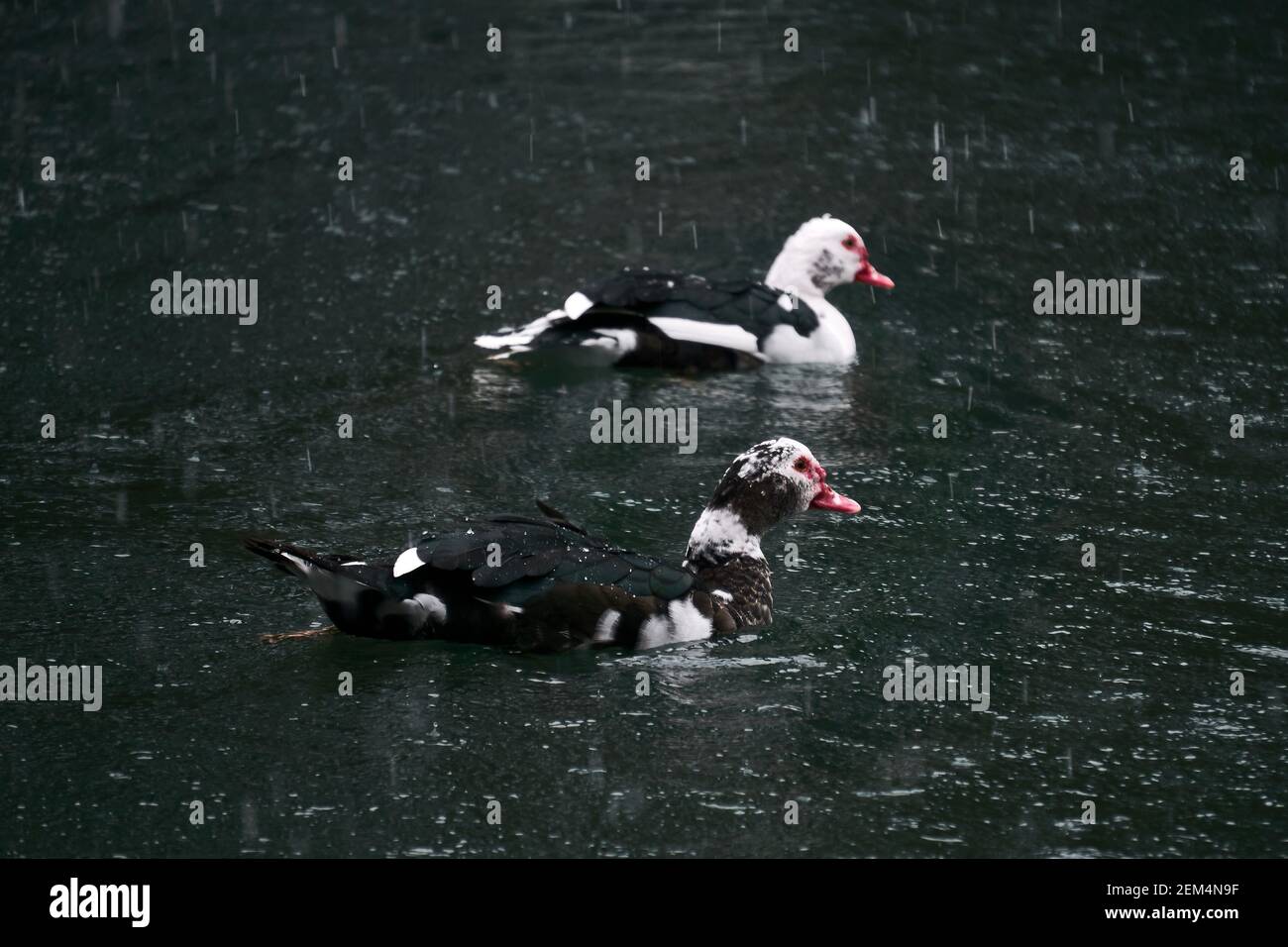 Pair of muscovy ducks hi-res stock photography and images - Alamy