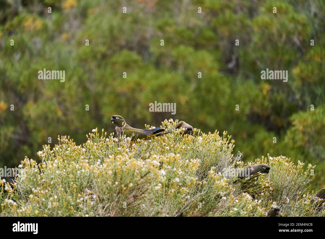 Flock of burrowing parrot, Cyanoliseus patagonus, also known as ...