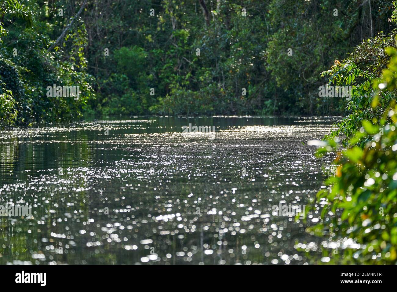 beautiful and pristine landscape of the tranquil Cuyabeno river in the ...