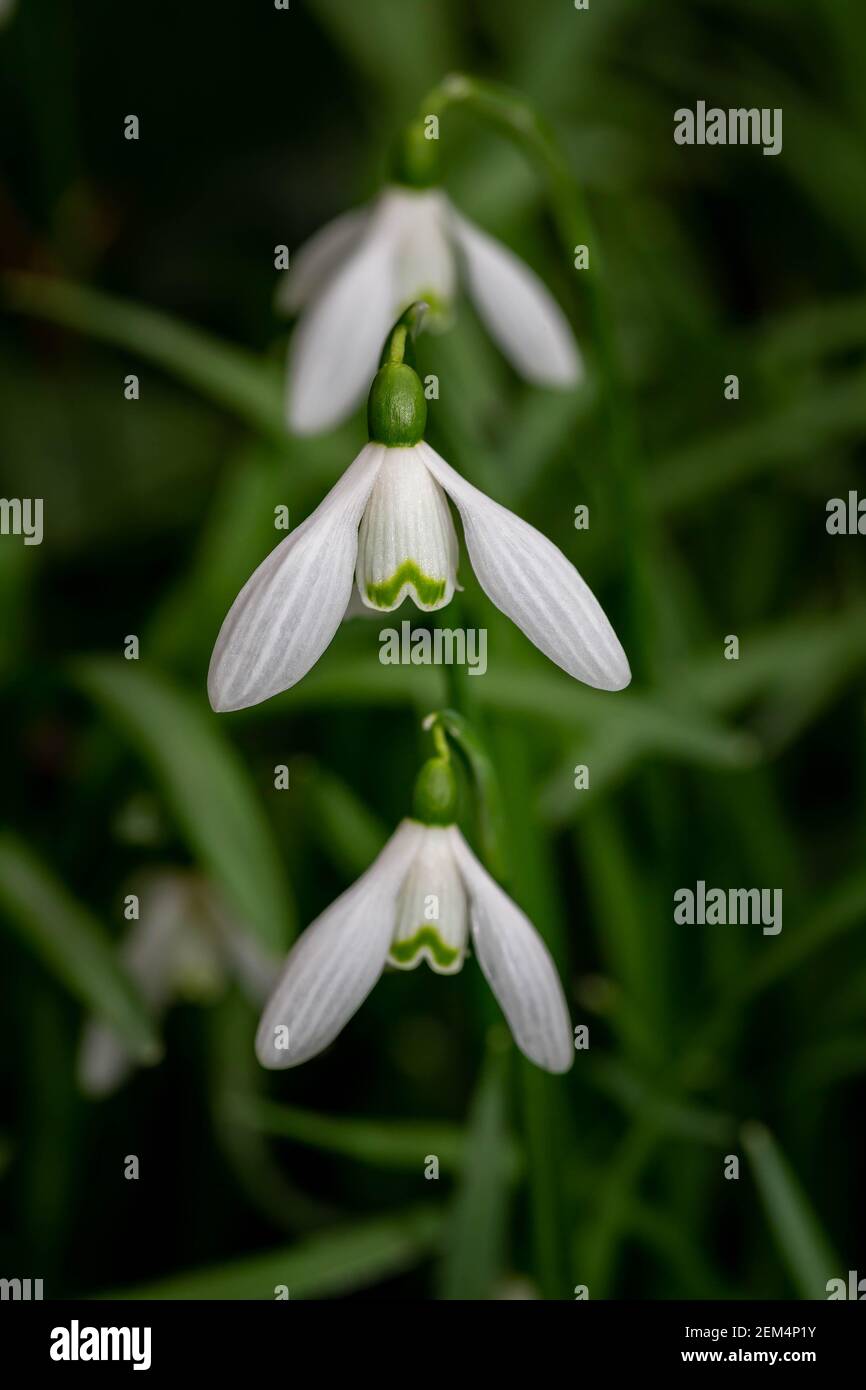 Snowdrop like flowers hi-res stock photography and images - Alamy