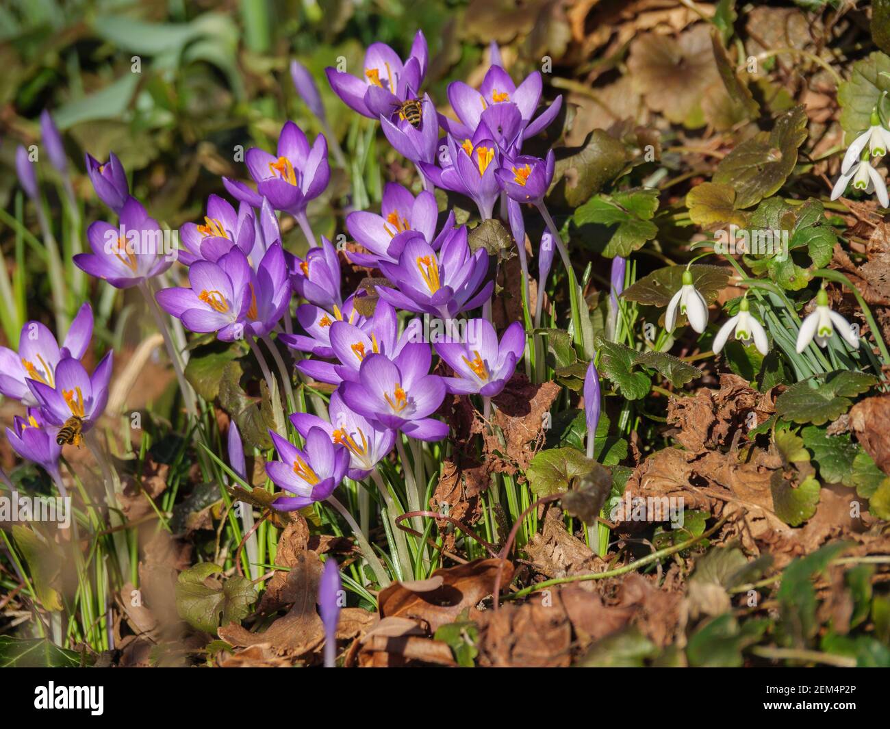 the small village of wuellen in the german muensteralnd Stock Photo - Alamy