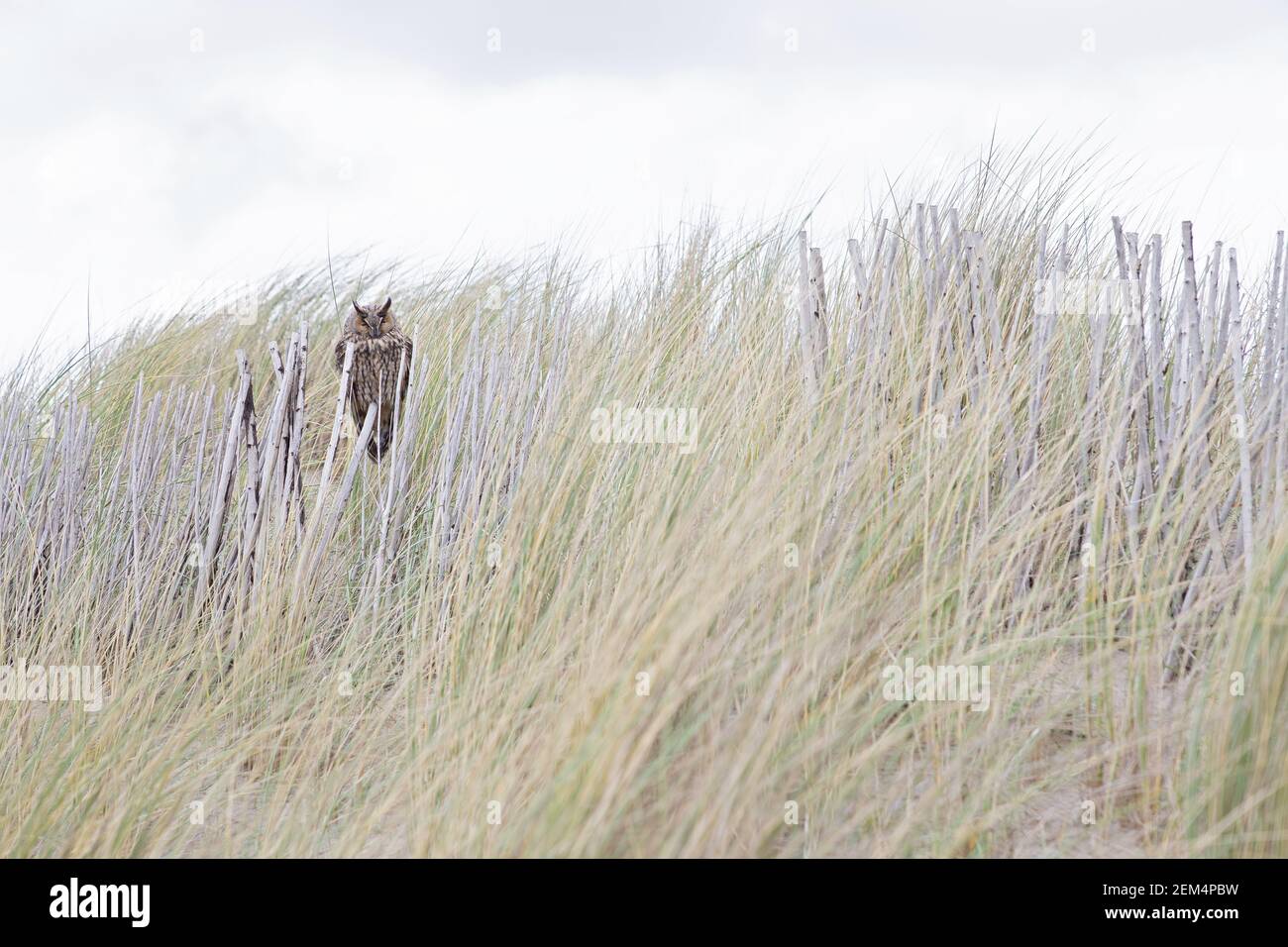A long-eared owl (Asio otus) perched and resting in the daytime in the ...